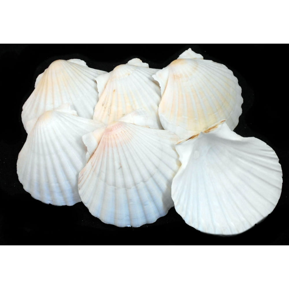 Set of 6 Real Baking Scallop Shells (3 1/2"-3 7/8") for Cooking, Baking ...
