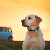 Blue Frog Track N Guard Protective GPS Tracking Dog Collar, Turquoise ...