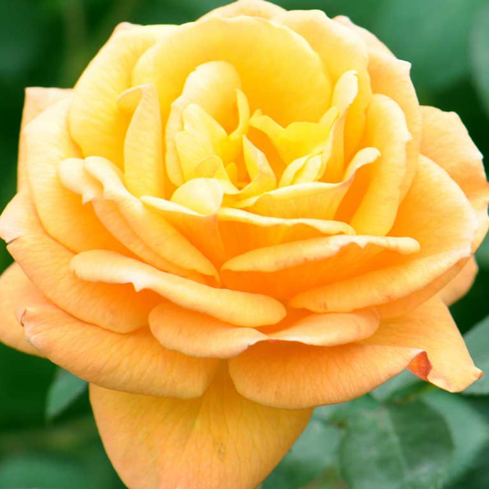 Good As Gold Hybrid Tea Rose by Heirloom Roses - Orange Rose Bush ...