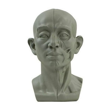 PFDDRW Head Model for Artists Model for Artists Learn Planes of Face ...