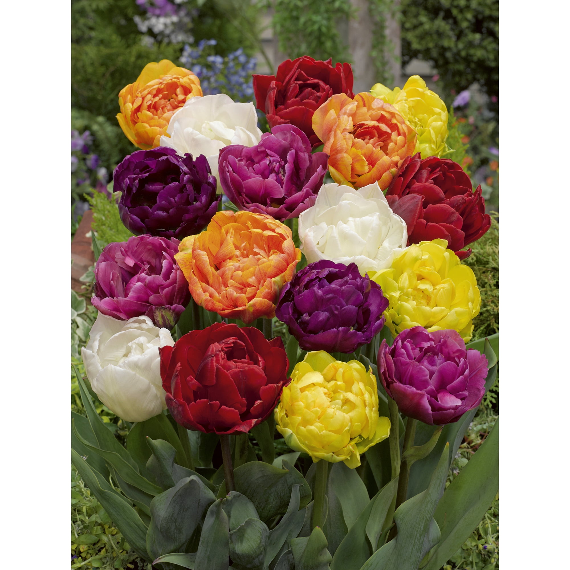 Click here for Tasc Tulip ‘double Early Bright Assorted Flower Bu... prices