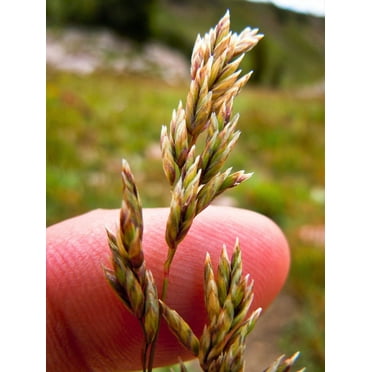Seedville USA Sweet Vernal Grass Seeds, 150 Count, Vanilla Grass ...
