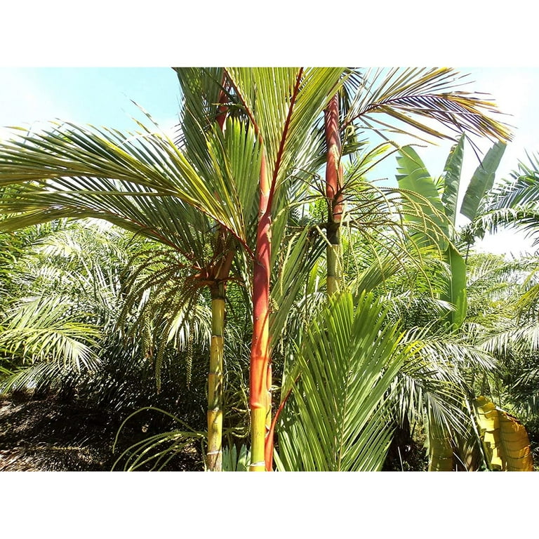 Sealing Wax Palm