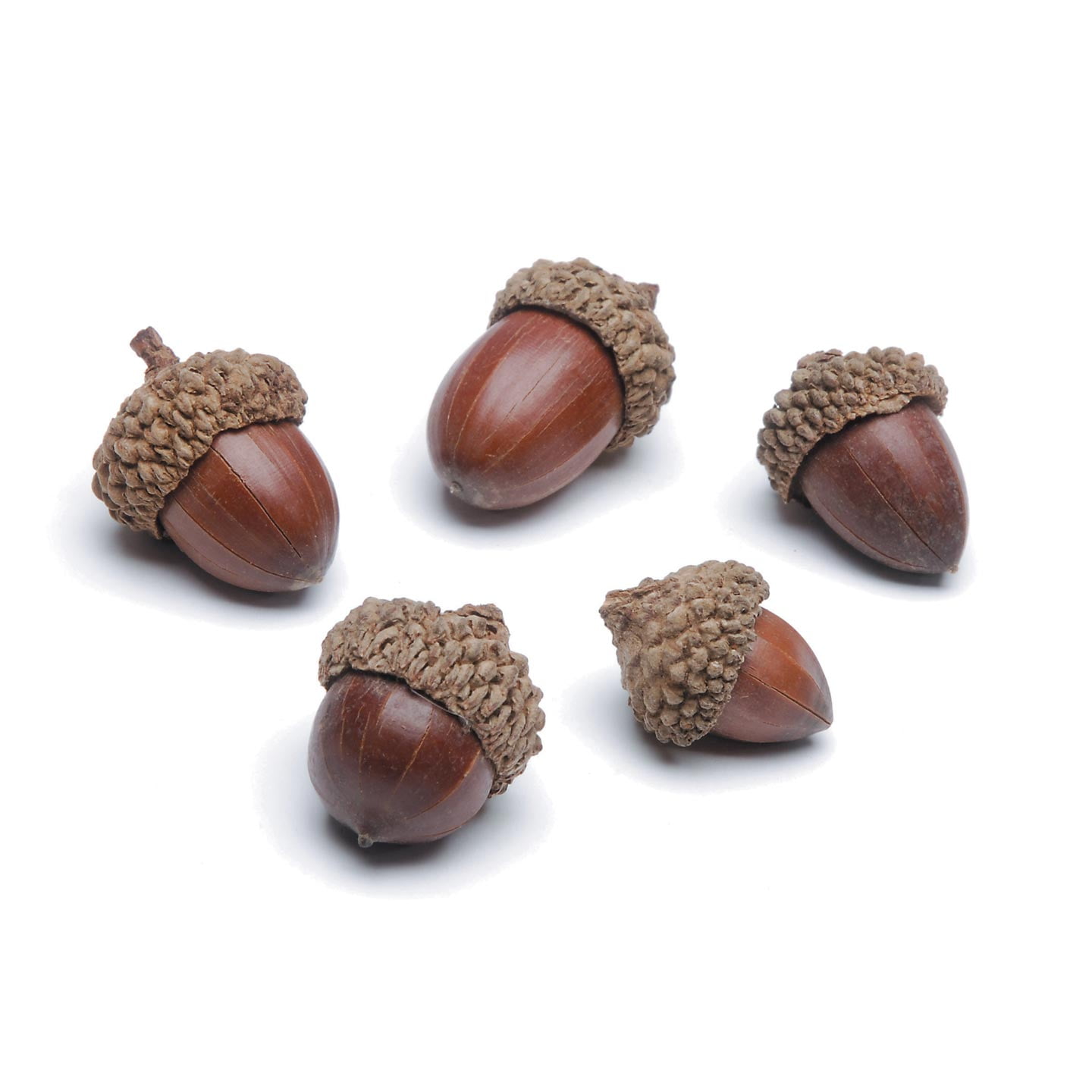 Darice Small Acorn Decorations - Walmart.com