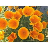 California Orange Poppy, 200+ Seeds, Beautiful Bright Orange, Perfect ...