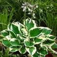 Van Zyverden Hosta Minuteman Set of 3 Roots Lavender Partial Shade ...
