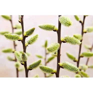 2 Green Curly Willow Trees - Live Tree Cuttings - Branches and Leaves ...
