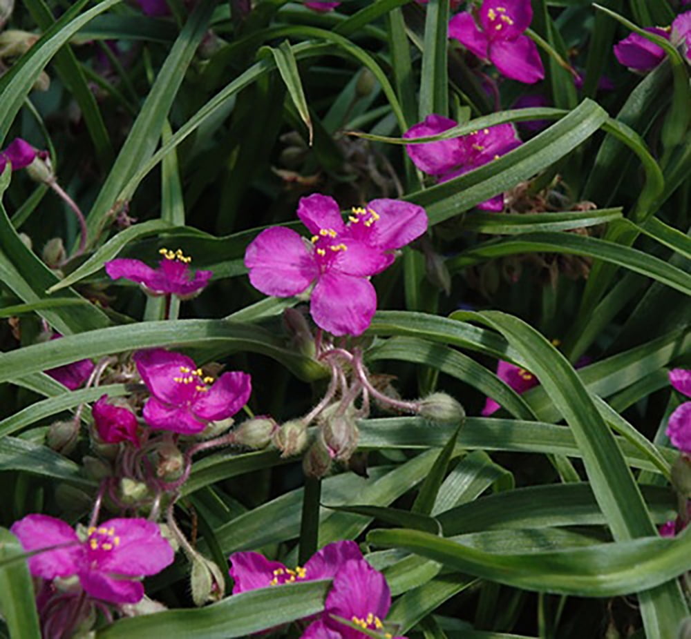 Red Cloud Spiderwort Perennial - Tradescantia - Quart Pot - Walmart.com
