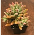 Darley Sunshine Succulent Plant - Graptosedum - 2.5" Pot - Walmart.com