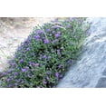 40 CONEHEAD THYME Thymus Capitatus syn. Thymbra Capitata Mediterranean ...