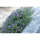 40 CONEHEAD THYME Thymus Capitatus syn. Thymbra Capitata Mediterranean ...