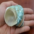 CCOCC 2026 New Green Banded Pearl Turbo Seashell Hermit Crab 3"-3 1/2 ...