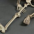 Realistic Full-Body Bone Prop, Adjustable Limbs for Eerie Graveyard ...