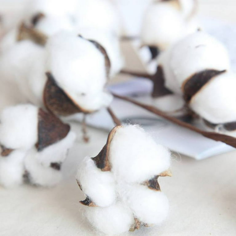 Cotton Balls Plant