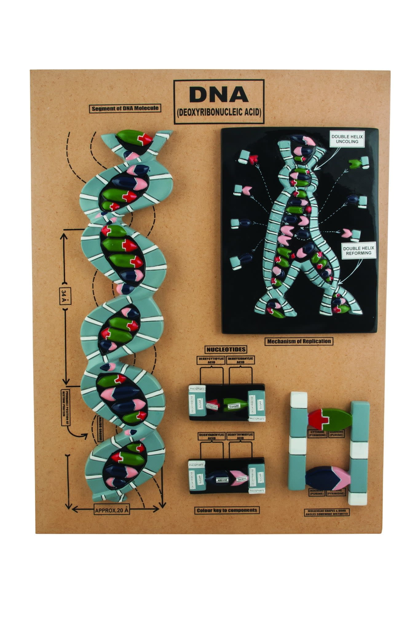 Dna Molecule Model Project Ideas