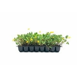 EcoTurf Perennial Peanut Grass 3pk - Drought Tolerant Ground Cover ...