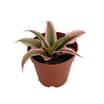 Hirt's Gardens Purple Prince St. Joseph's Coat Plant, Alternanthera, 2. ...