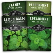 Heirloom Peppermint Seeds, Non-GMO, 100 Mint Leaves Planting Seeds ...