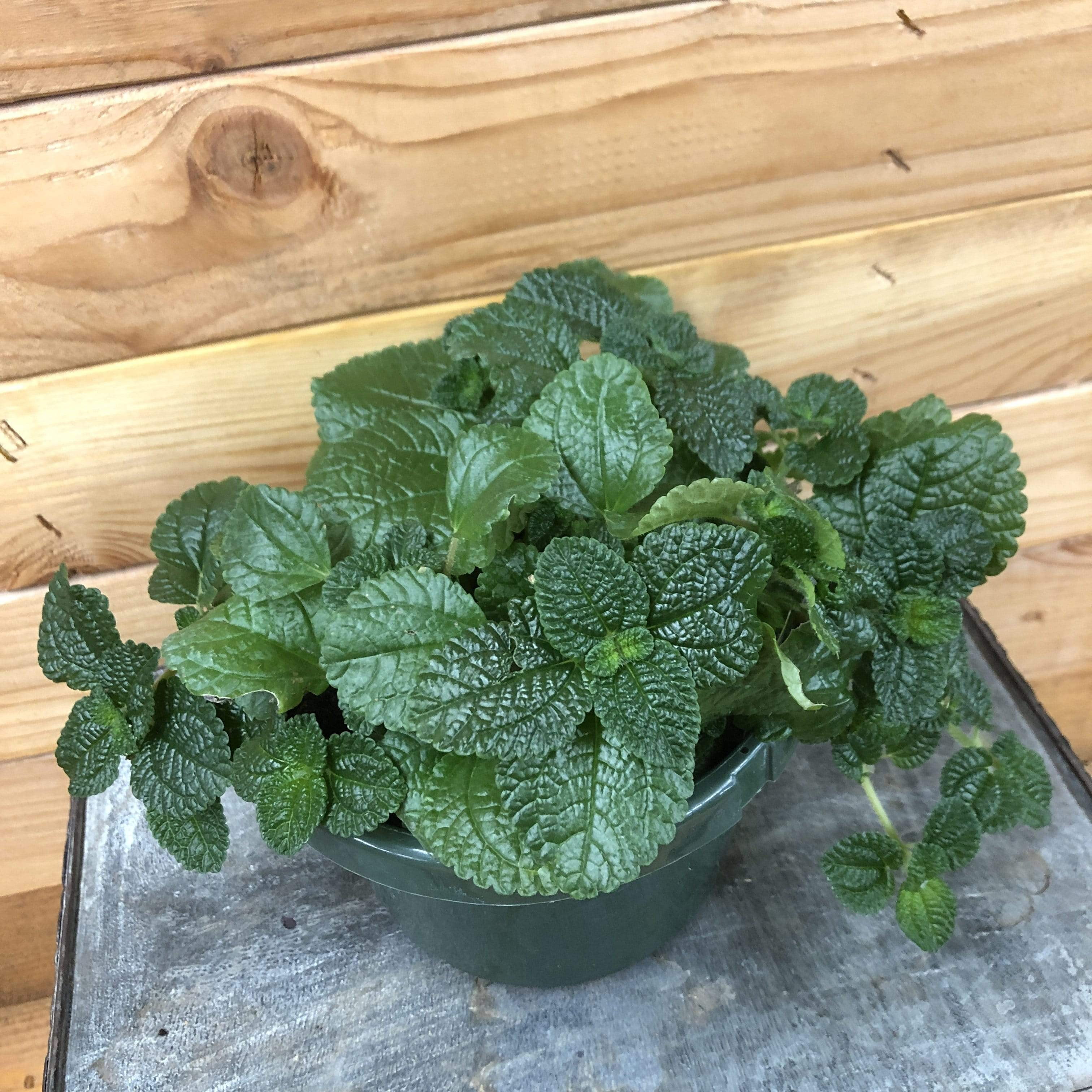 Pilea Creeping Charlie, 6" Plant - Walmart.com
