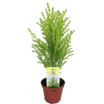2-PK Live Dwarf Lemon Cypress, Cupressus macrocarpa ‘Goldcrest Wilma ...