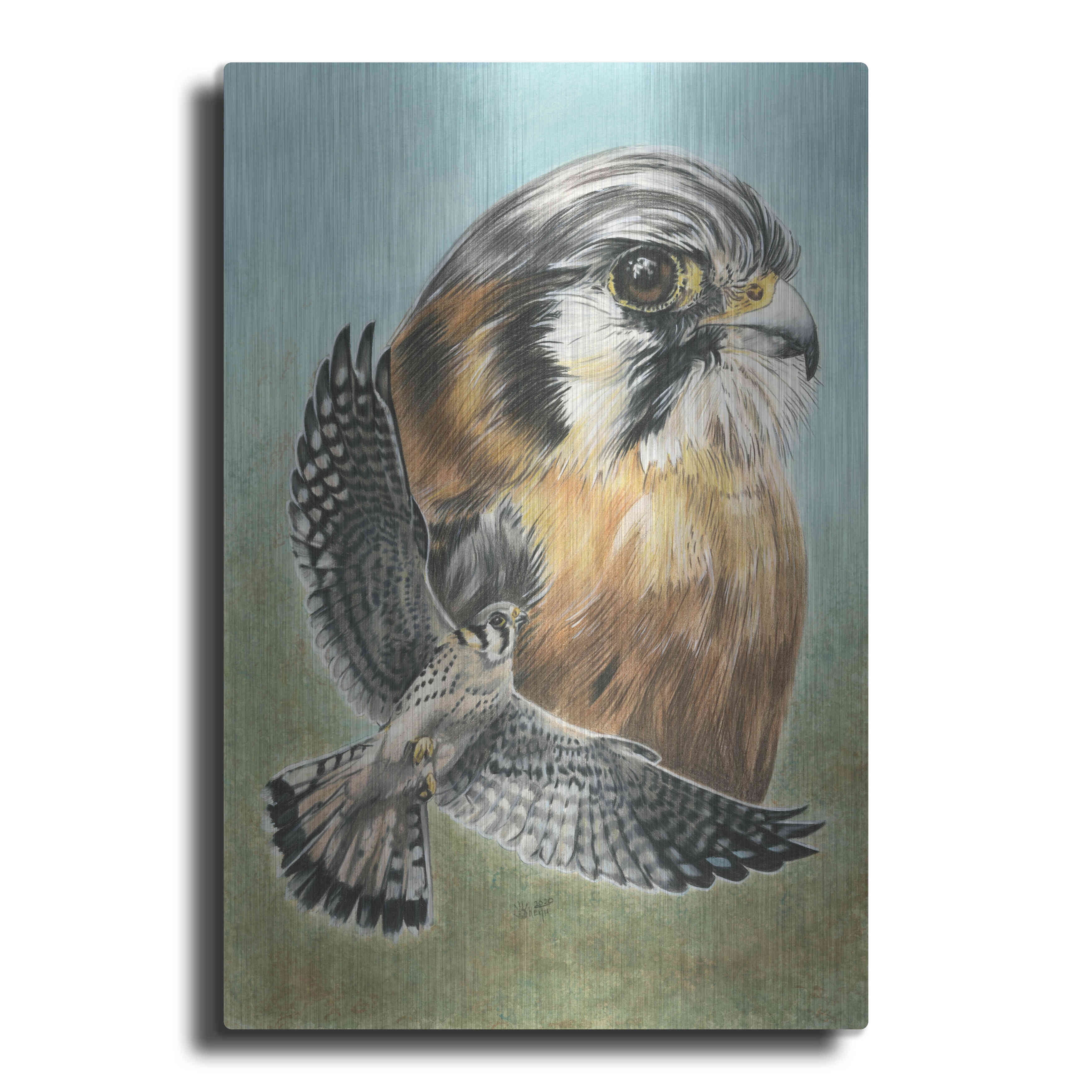 Luxe Metal Art 'American Kestrel' by Barbara Keith, Metal Wall Art, 24 ...