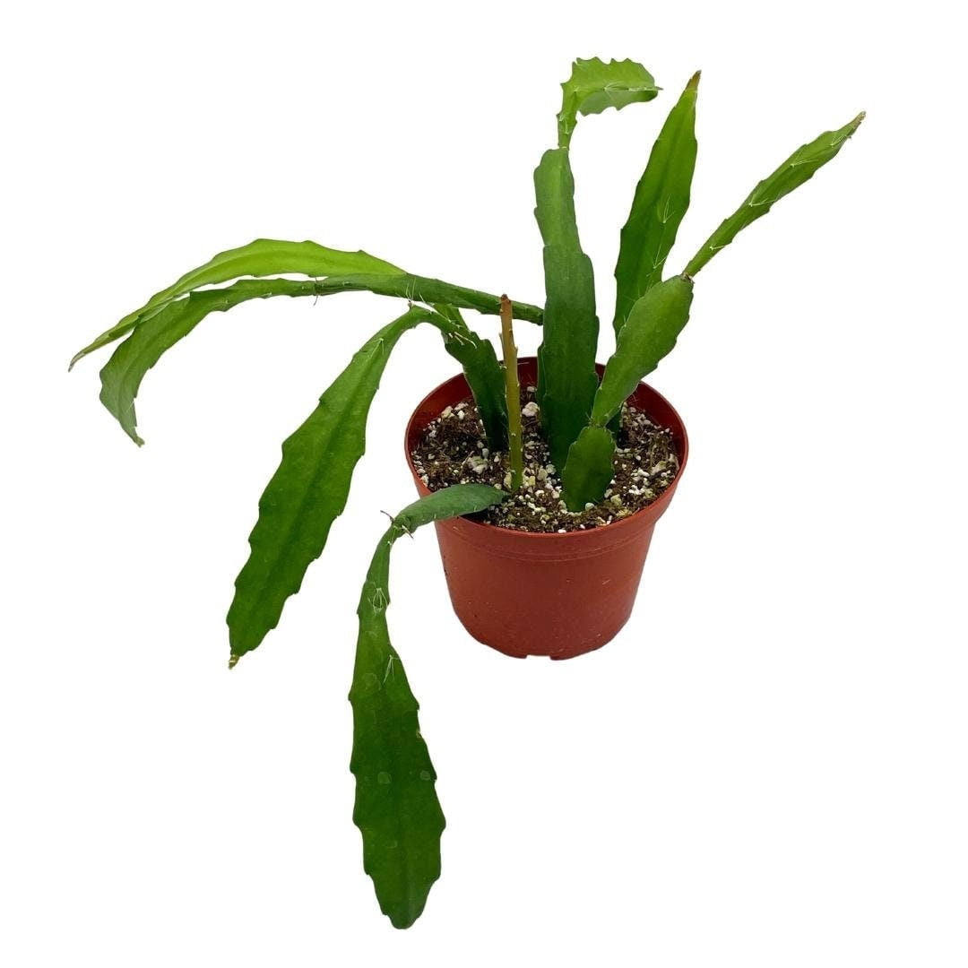 Epiphyllum Orchid Cactus, 4 inch, Disocactus ackermannii, Very filled ...