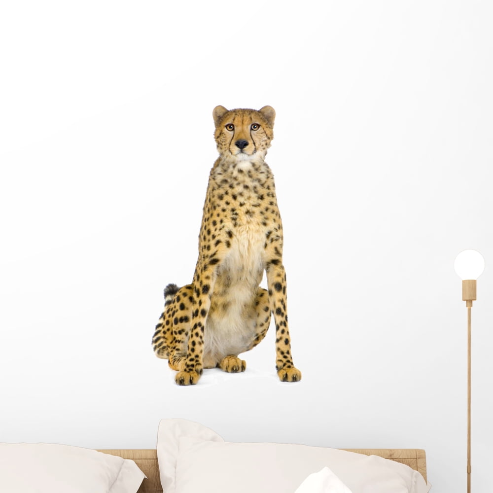 Adult Cheetah Sitting Wall Decal by Wallmonkeys Peel and Stick Graphic ...