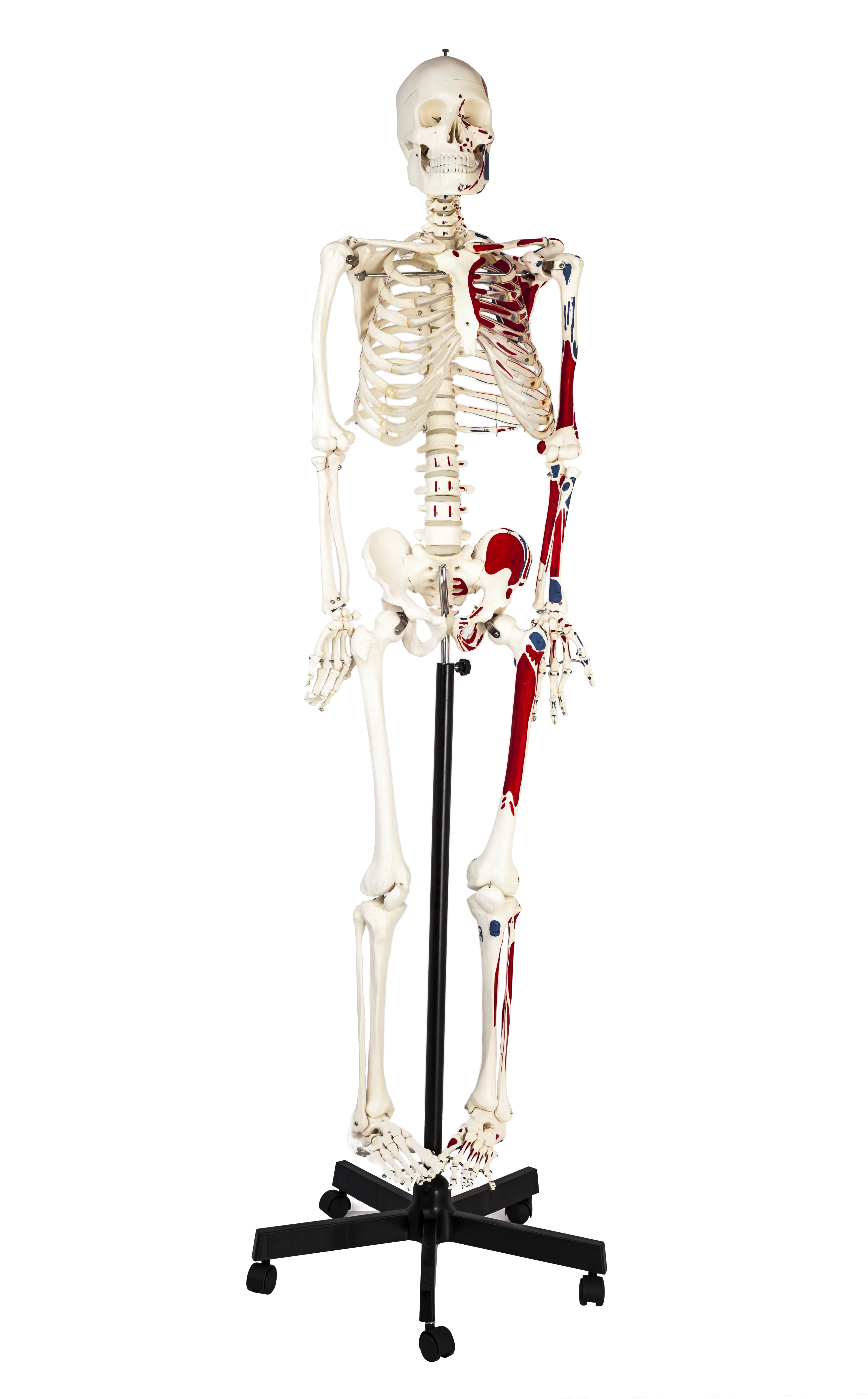 Human Skeleton Model, Full Size - Half Painted Muscles - Rod Mounted ...