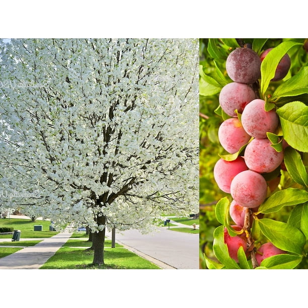 5 AMERICAN PLUM Prunus Americana Red Purple Fruit White Flower Shrub ...