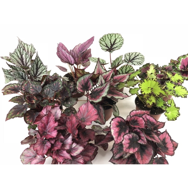 Rex Begonia Variety Pack (4 Plants) (4" Pots) "Growers-Choice ...