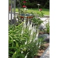 50 Mixed Colors VERONICA SIGHTSEEING MIXTURE (Spike Speedwell) Veronica ...