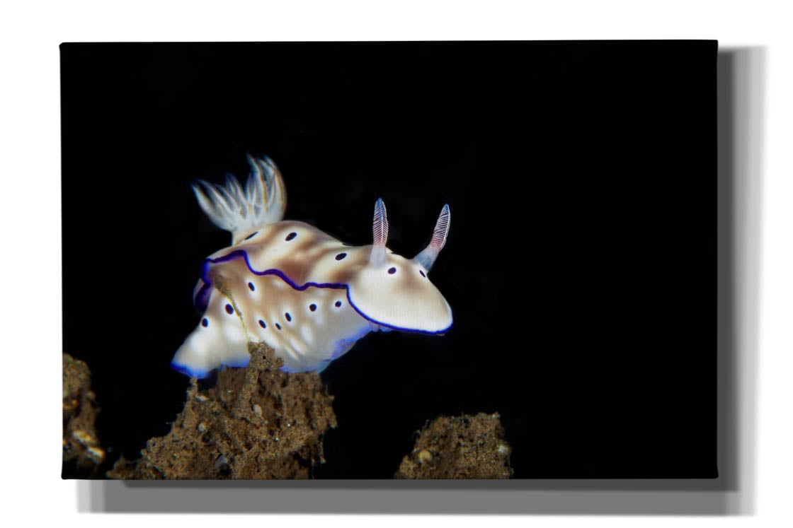 Epic Graffiti 'Nudibranch On Coral Reef' by Epic Portfolio, Canvas Wall ...