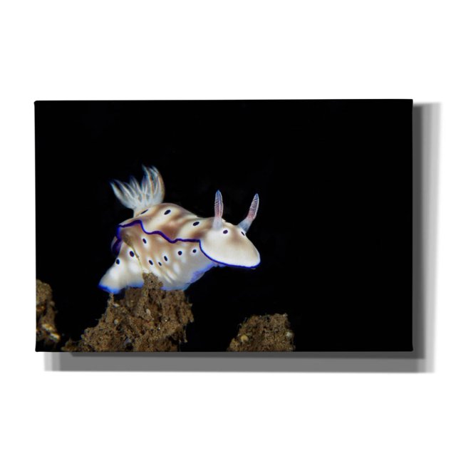 Epic Graffiti 'Nudibranch On Coral Reef' by Epic Portfolio, Canvas Wall ...
