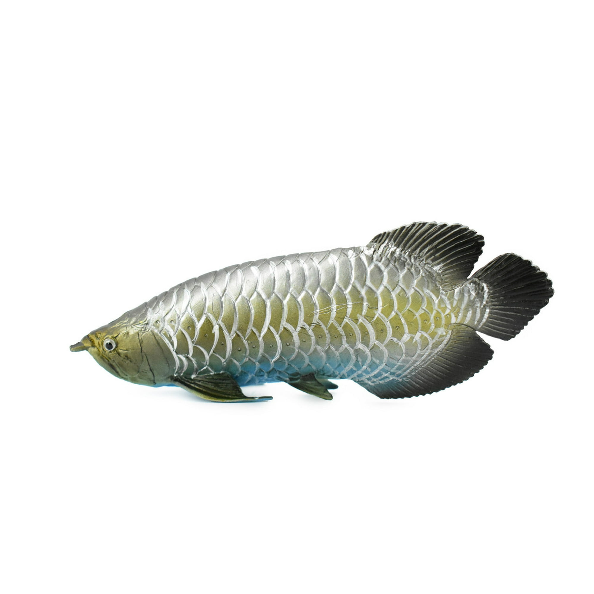 Dragon Fish At Walmart