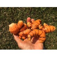 Purple Cow Organics Natural BioActive Fertilizer for Vegetables and ...