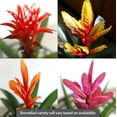 Wild Interiors 14" Tall Bromeliad Live Plant in 5" Decorative Fiber ...