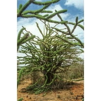 Colossal Chestnut Tree Seeds - Grow Huge Chestnuts - Castanea sp ...