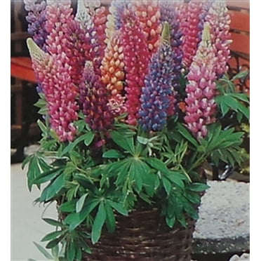 50 Mixed Colors VERONICA SIGHTSEEING MIXTURE (Spike Speedwell) Veronica ...