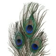 Peacock Feather Picks by Ashland® - Walmart.com