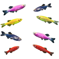 GloFish® Danio-Diamond 12ct Live Fish Assortment - Walmart.com
