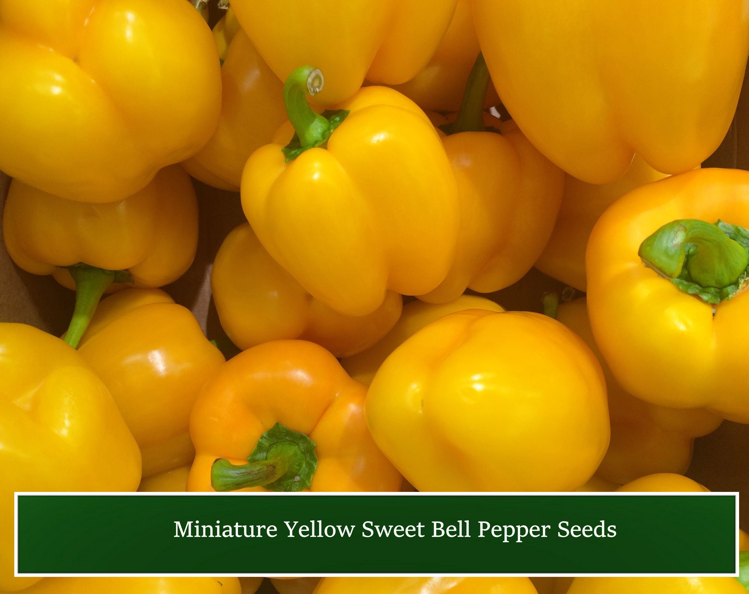 Pepper SEEDS - Miniature Yellow Bell! - 20 Seeds- Heirloom -All Natural ...
