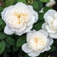 Heirloom Roses - Bolero Rose Bush - White Floribunda Rose Plants ...