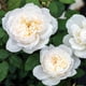Heirloom Roses - Bolero Rose Bush - White Floribunda Rose Plants ...