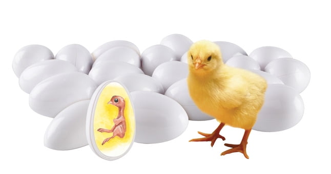 Chick Life Cycle Exploration Set - Walmart.com - Walmart.com