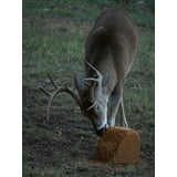 Big & J BB2 Cube Deer Attractant - High Protein, Low Salt Hunting Buck ...