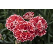 Pink Magic Dianthus - Multiple Pink Shades - 4" Pot - Walmart.com
