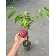Edgar Mango TREE GRAFTED (2-4 Feet Tall). Ship to all states - Walmart.com
