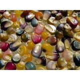 Glass Gem Corn Seeds - 75 Seeds - Beautiful Rainbow Colored Heirloom ...