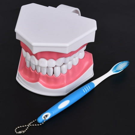 Oral Teeth Model Teaching Teeth Model With Toothbrush Children ...