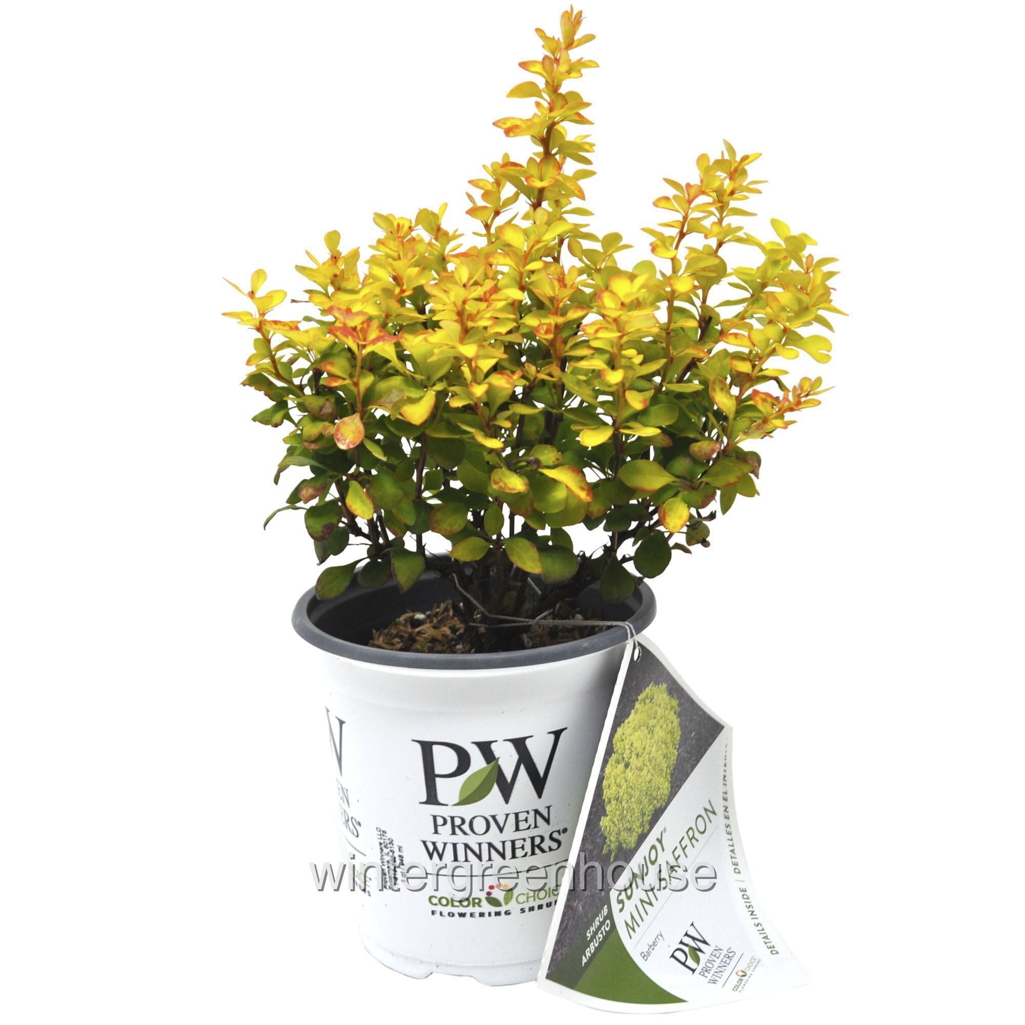 Sunjoy® Mini Saffron Barberry, Proven Winners, Berberis Thunbergii ...
